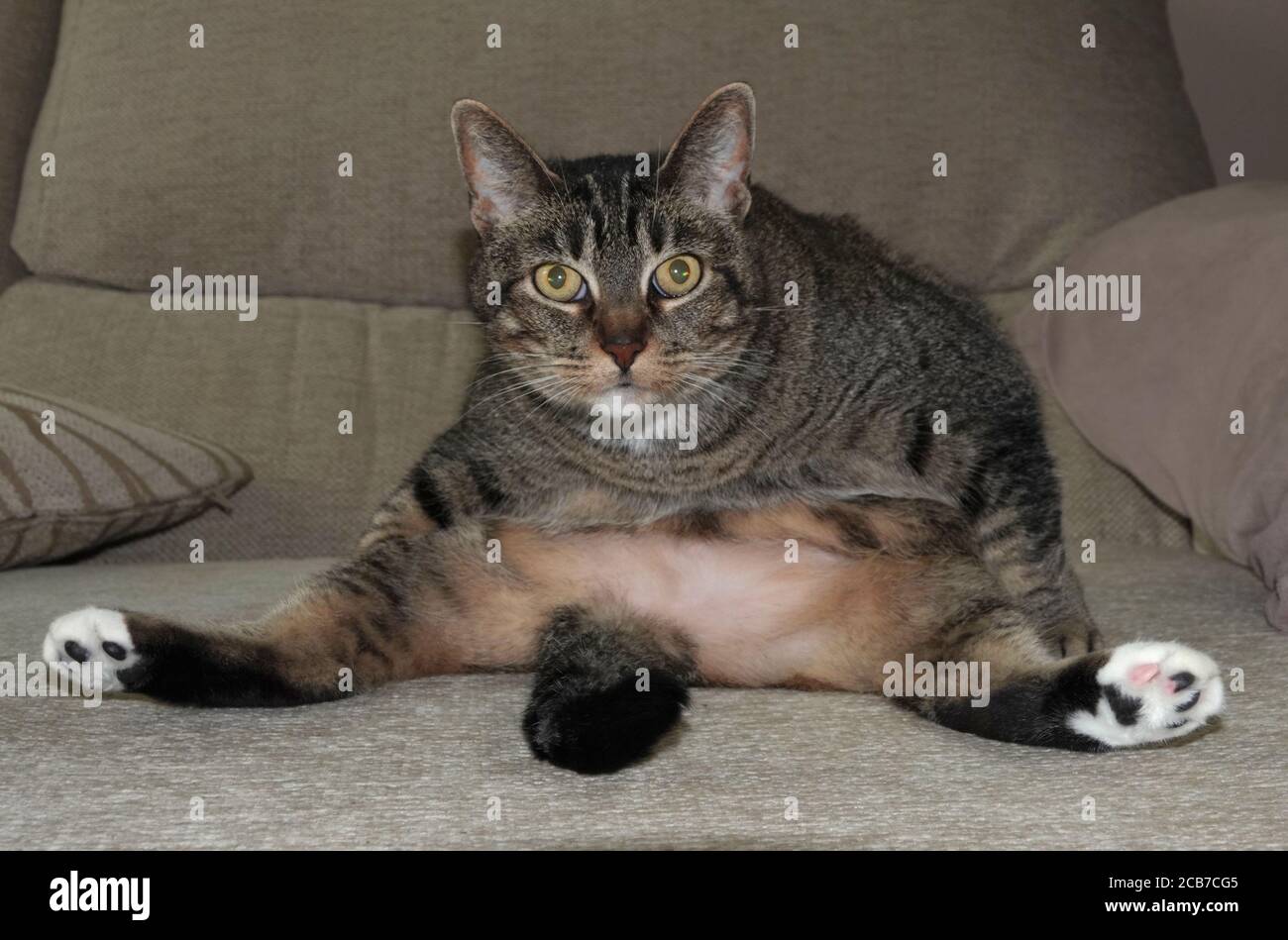 Funny cat sitting in a hilarious pose and looking to the camera with a ...