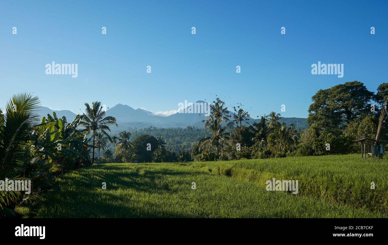 Natural scenery of rice fields in beautiful tropical countryside Stock ...