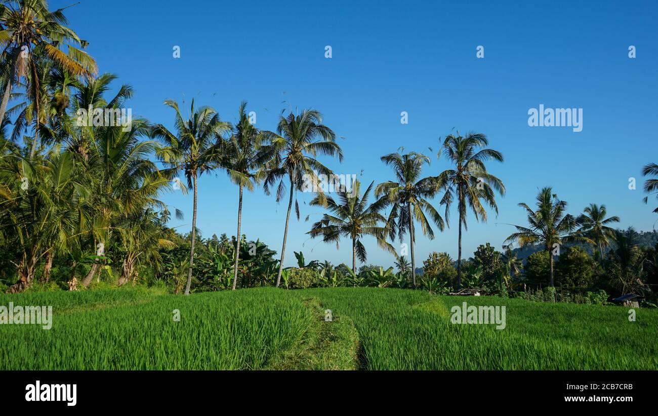 Natural scenery of rice fields in beautiful tropical countryside Stock ...