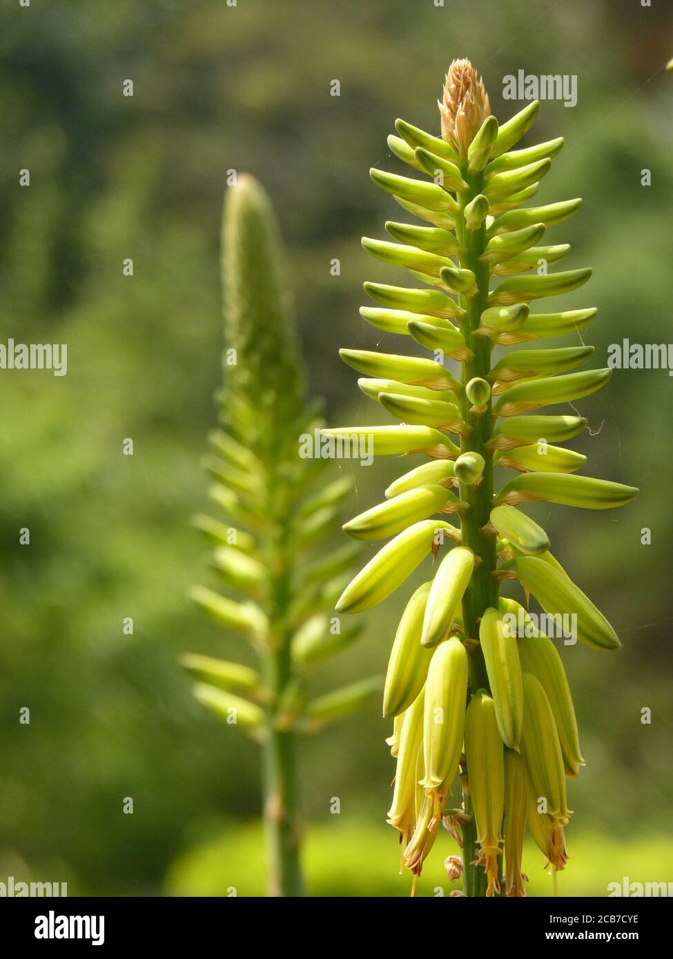 Barbados aloe hi-res stock photography and images - Alamy