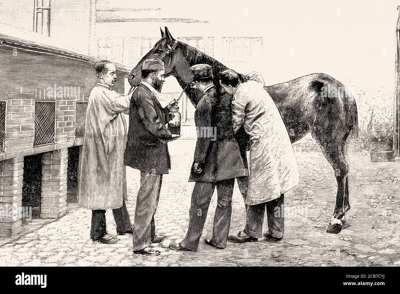 Blood is taken from a horse to prduce anti-diphtheria serum. Old XIX ...