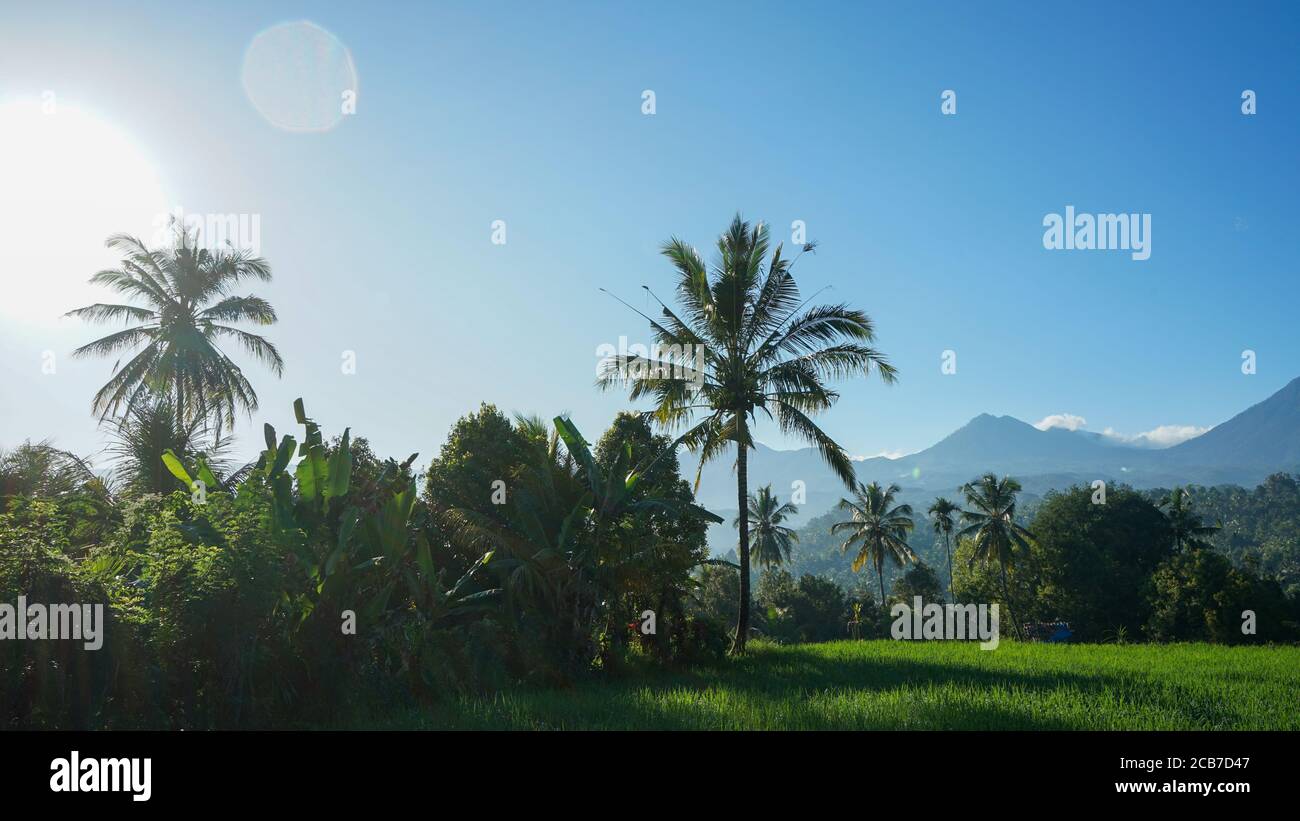 Natural scenery of rice fields in beautiful tropical countryside Stock ...