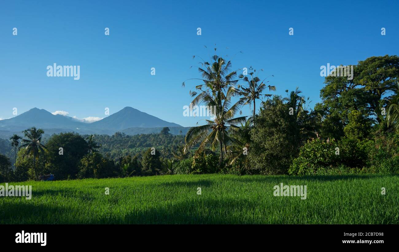 Natural scenery of rice fields in beautiful tropical countryside Stock ...