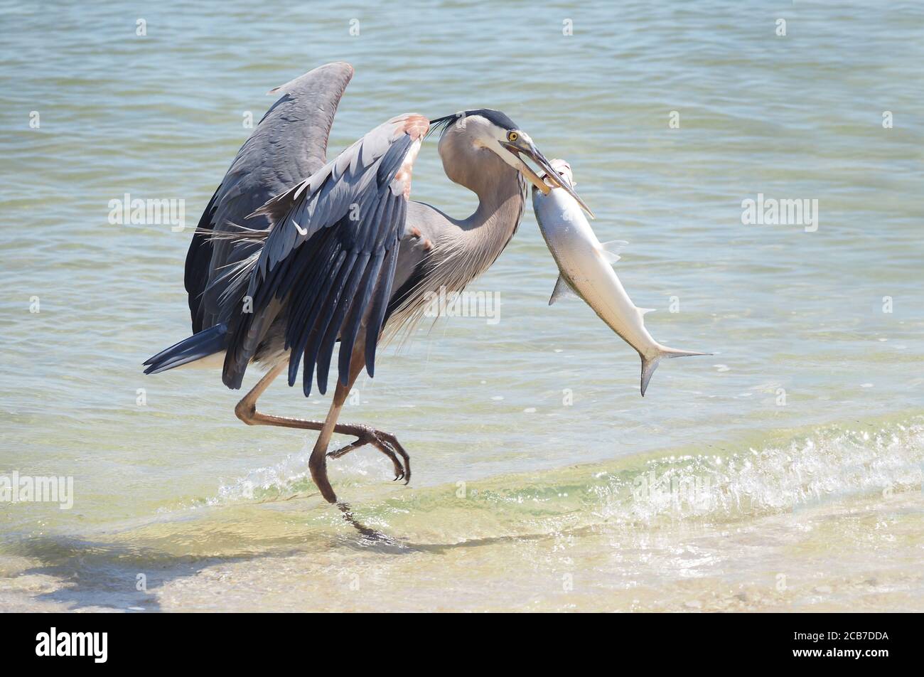Lady fish hi-res stock photography and images - Alamy