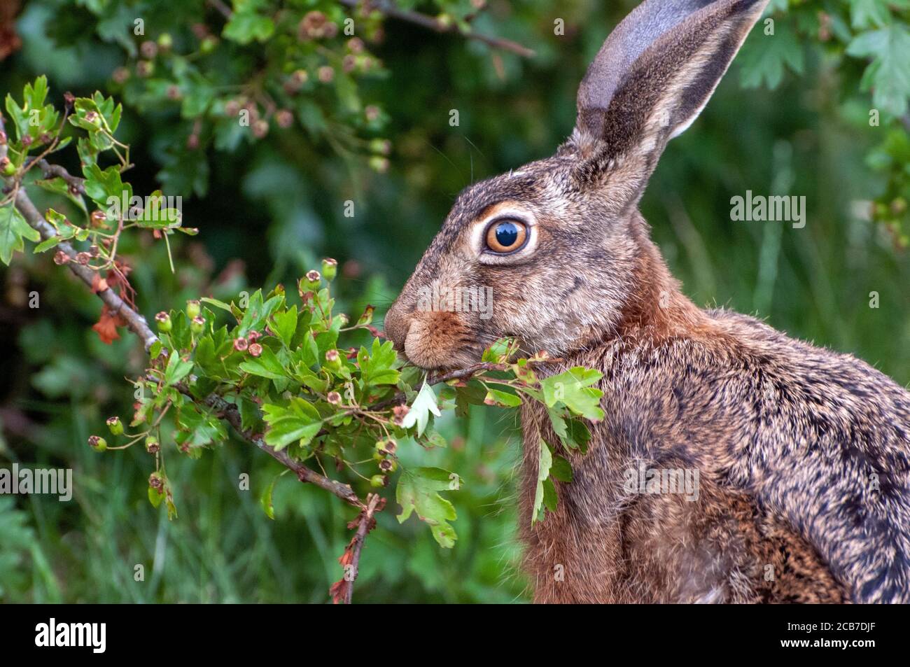Close-up side view of a hare eating leafs from a twig Stock Photo - Alamy