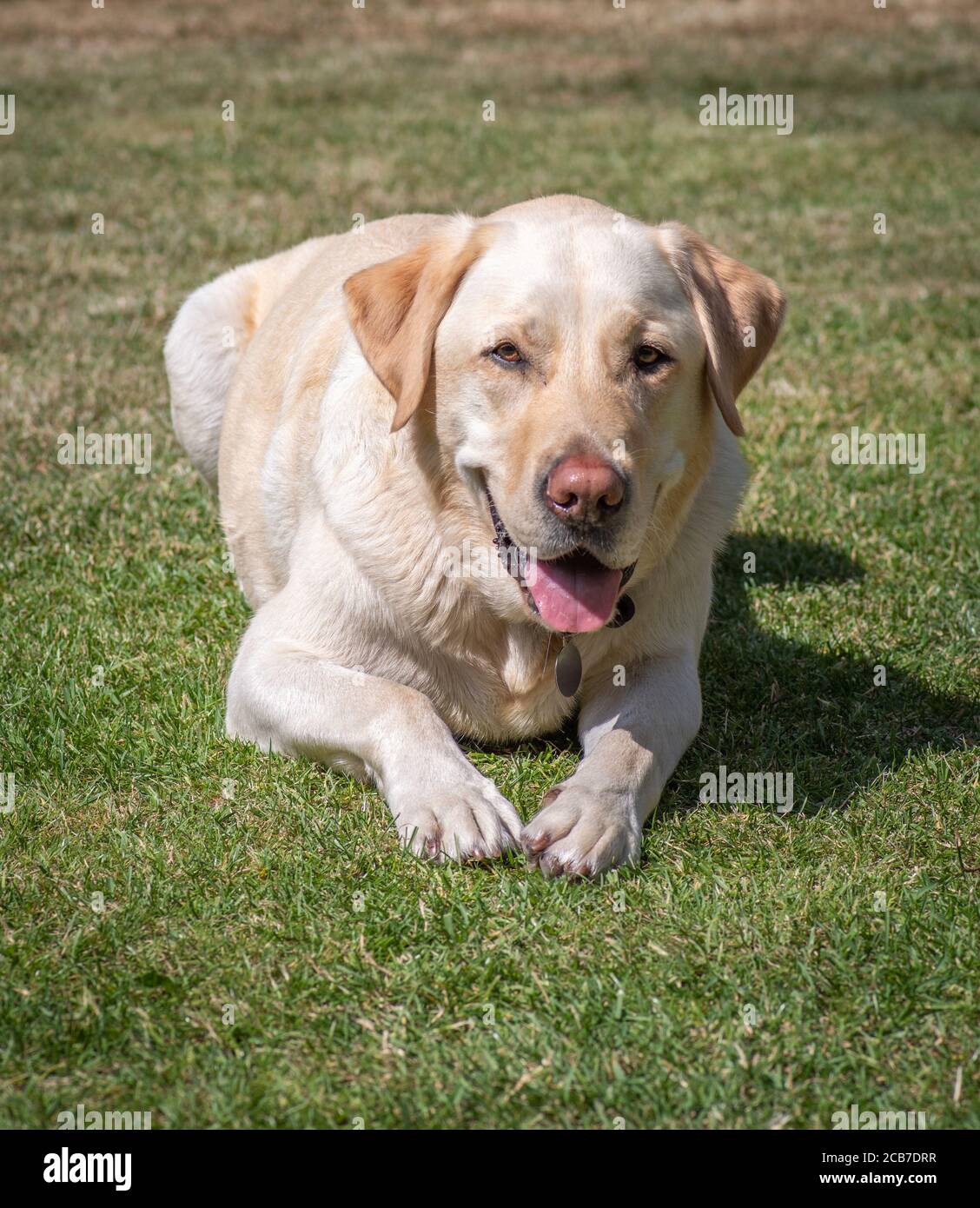 Curious yellow labrador retriever hi-res stock photography and images ...