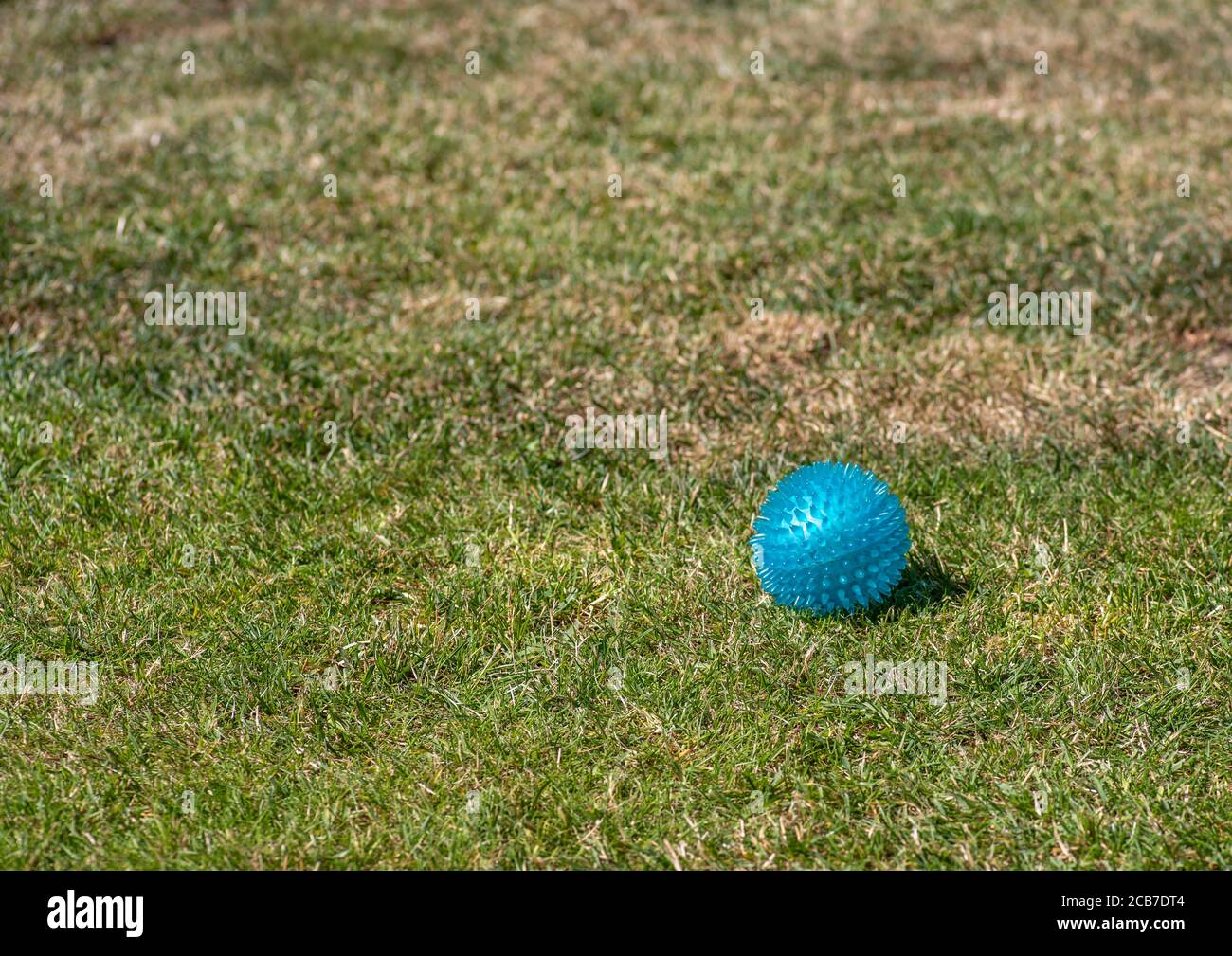 Spiky grass hi-res stock photography and images - Alamy