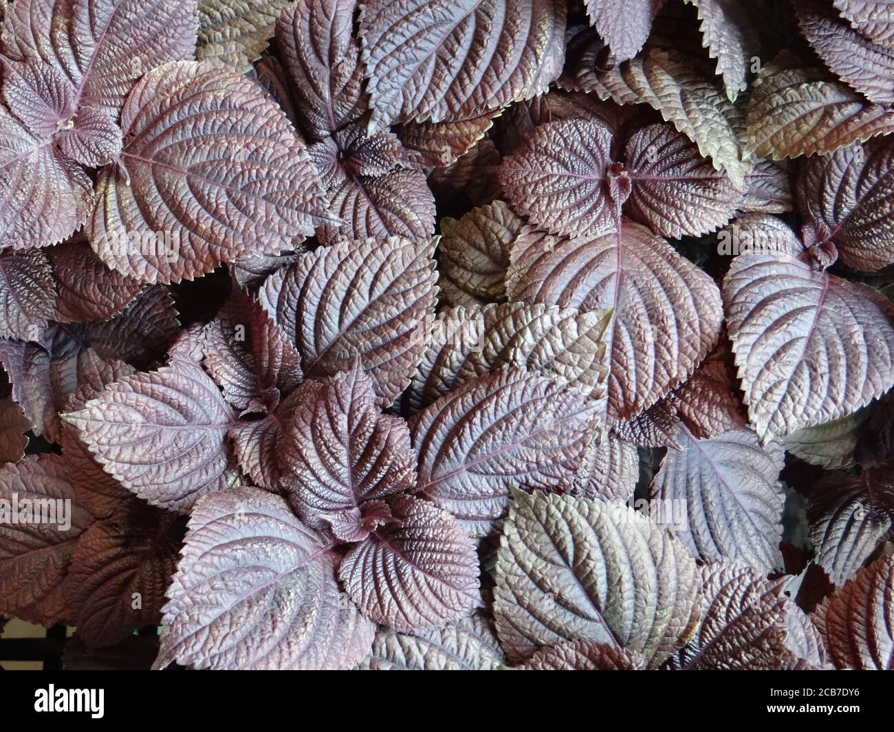 Perilla flower hi-res stock photography and images - Alamy