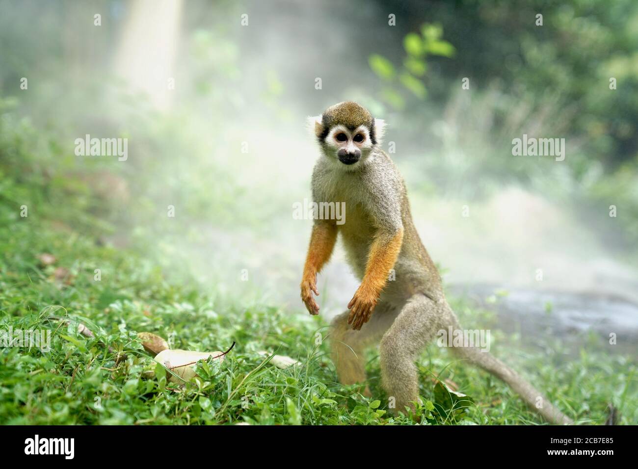 Shanghai. 11th Aug, 2020. A squirrel monkey plays in the water mist at ...