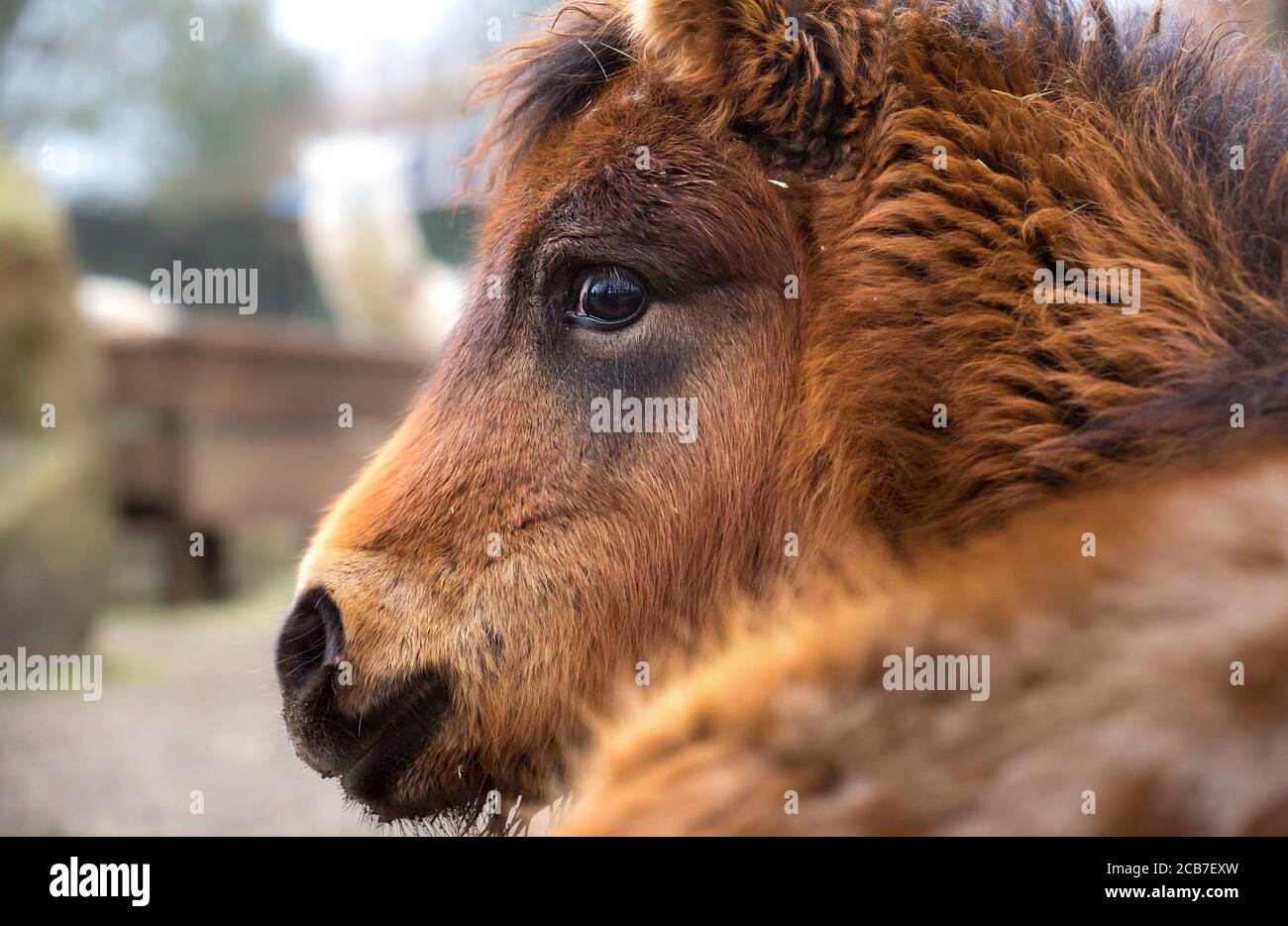 Pony horse head front view hi-res stock photography and images - Alamy