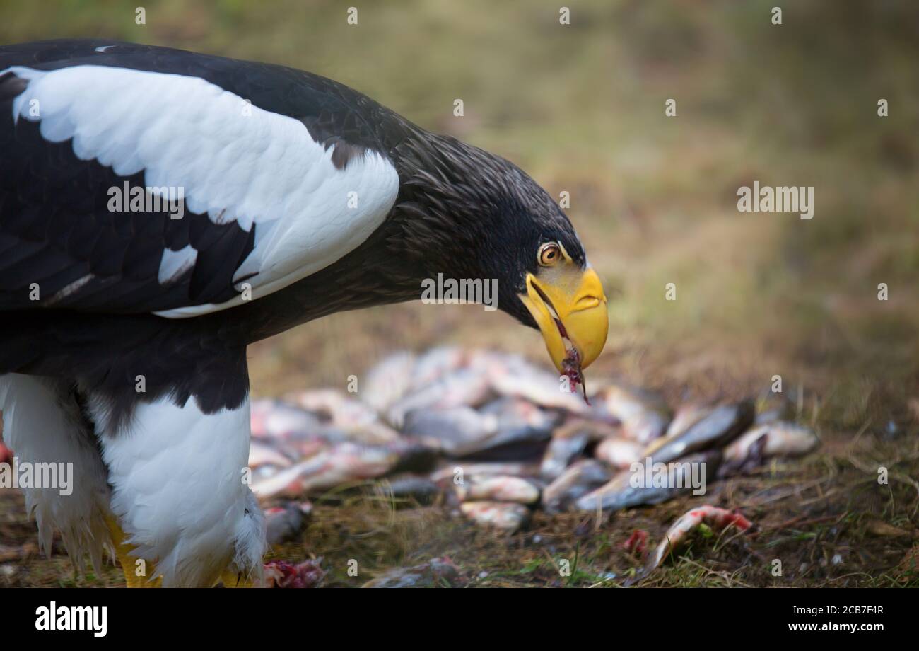 Steller's sea eagle Haliaeetus pelagicus bird of prey eats prey meat ...