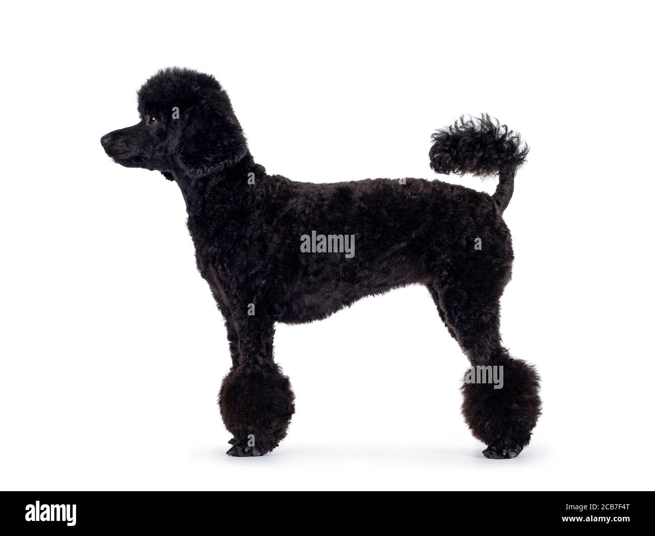Cute black miniature poodle dog, standing side ways. Looking straight ...