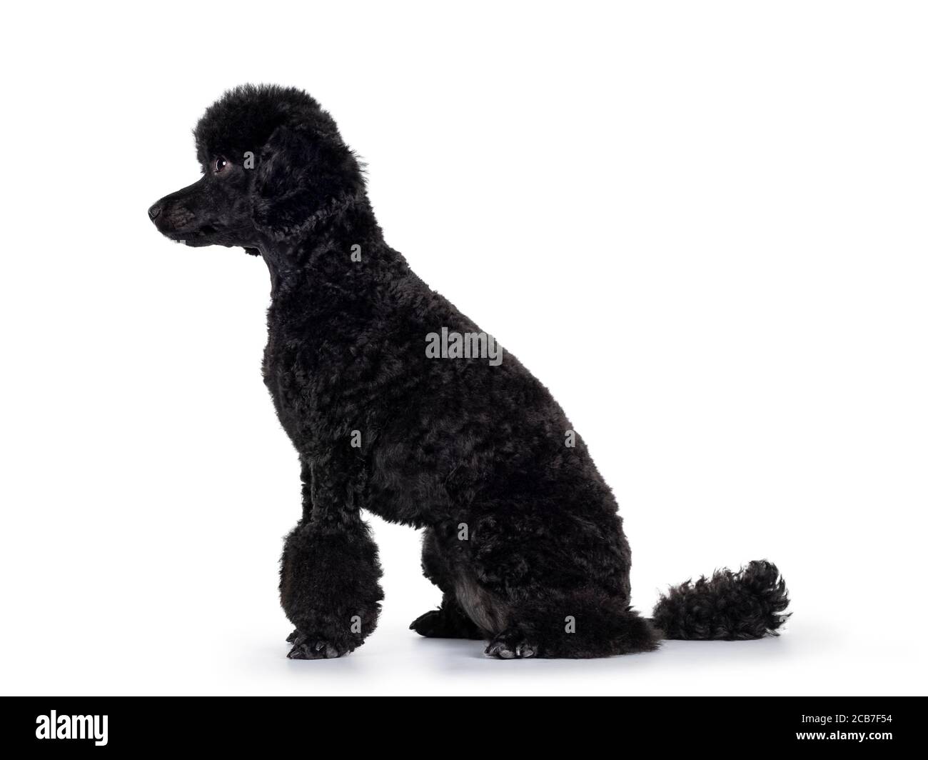Cute black miniature poodle dog, sitting side ways. Looking straight ...