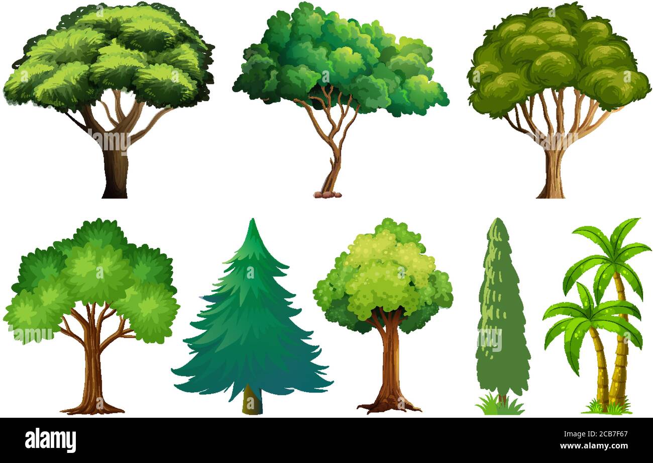 Set of variety plants and trees illustration Stock Vector Image & Art - Alamy