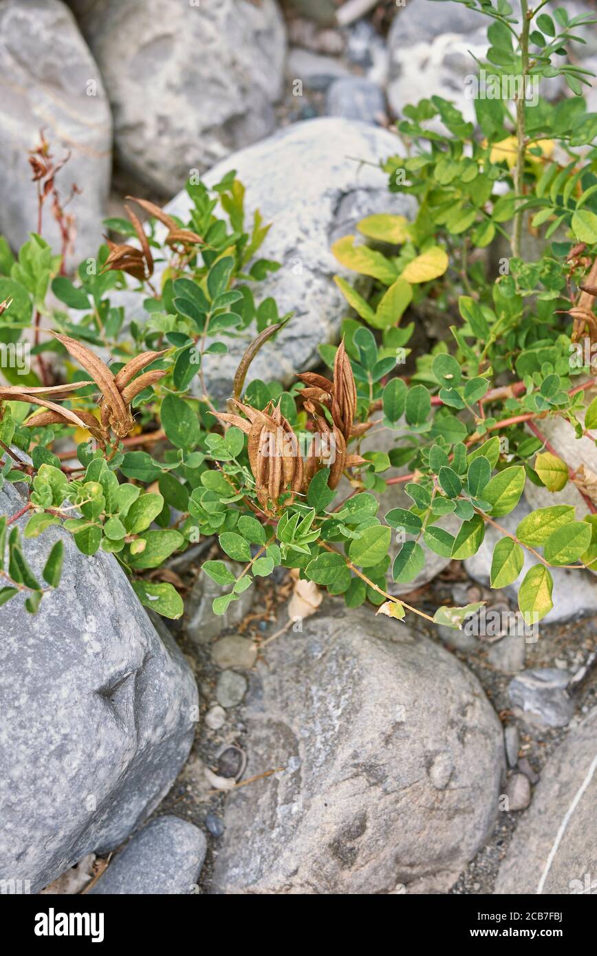 Astragalus glycyphyllos with brown seed pods Stock Photo - Alamy
