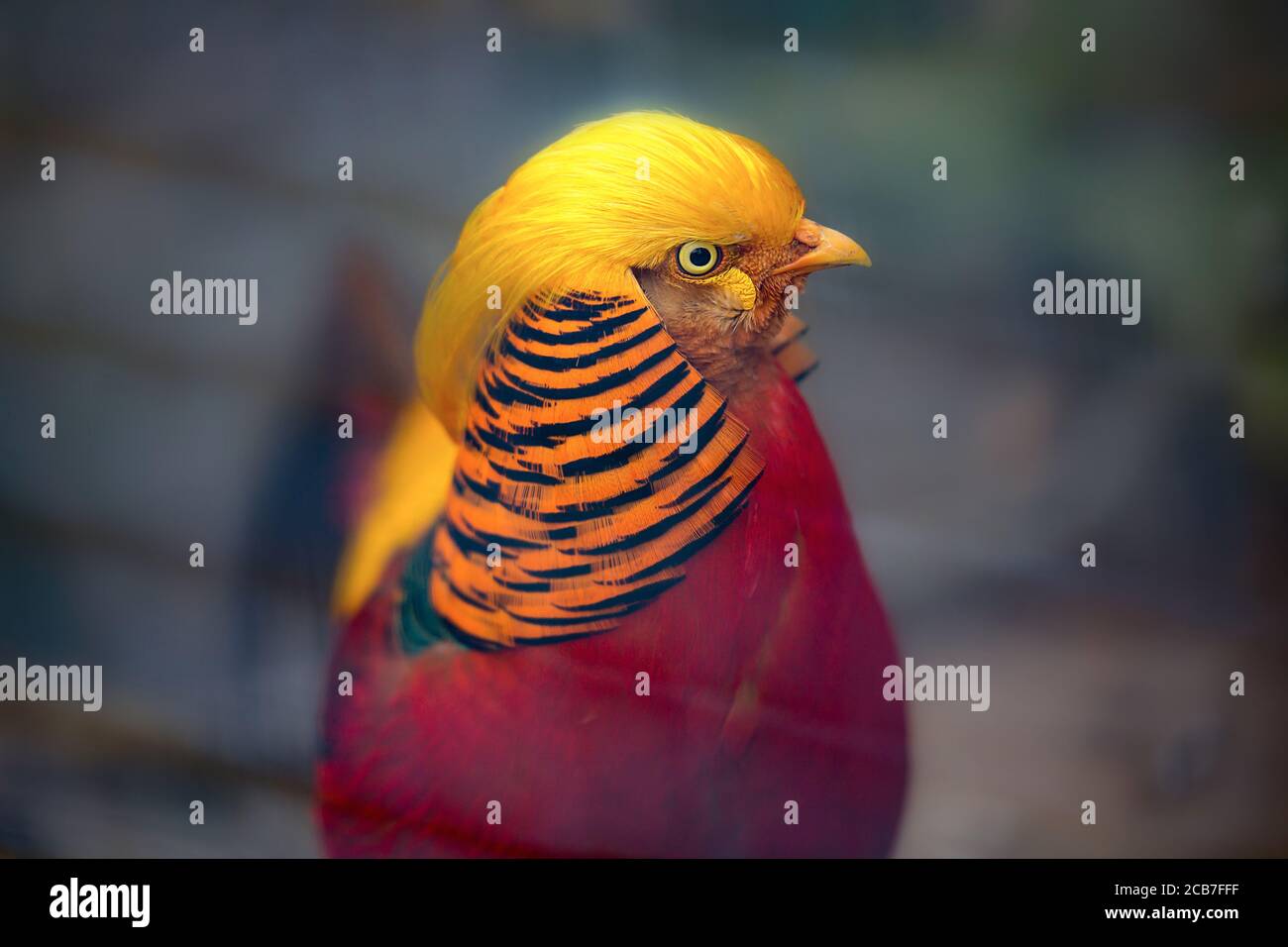 Magnificent male golden pheasant bird with beautiful feathers, the best ...