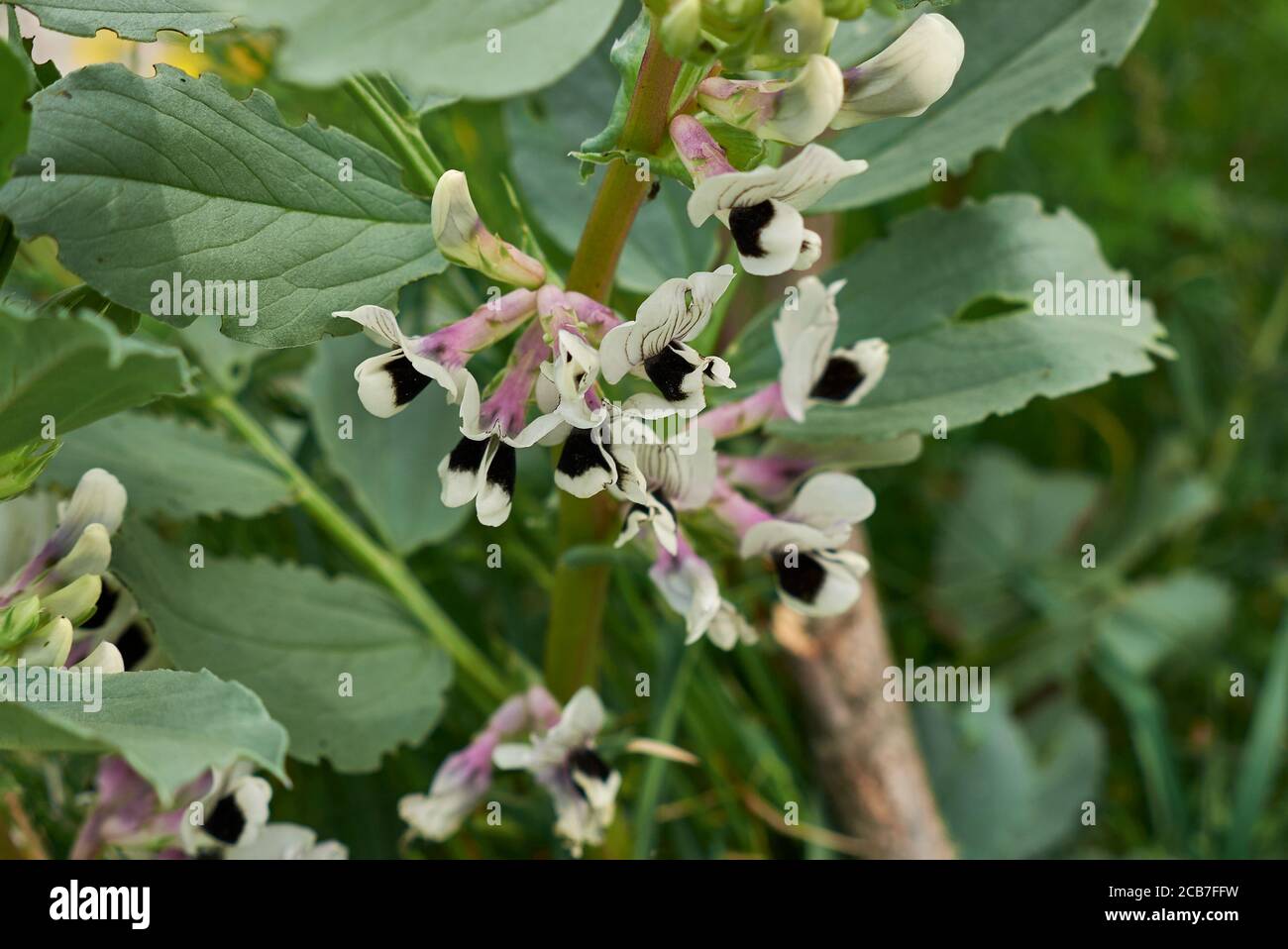 Fava bean flower hi-res stock photography and images - Alamy