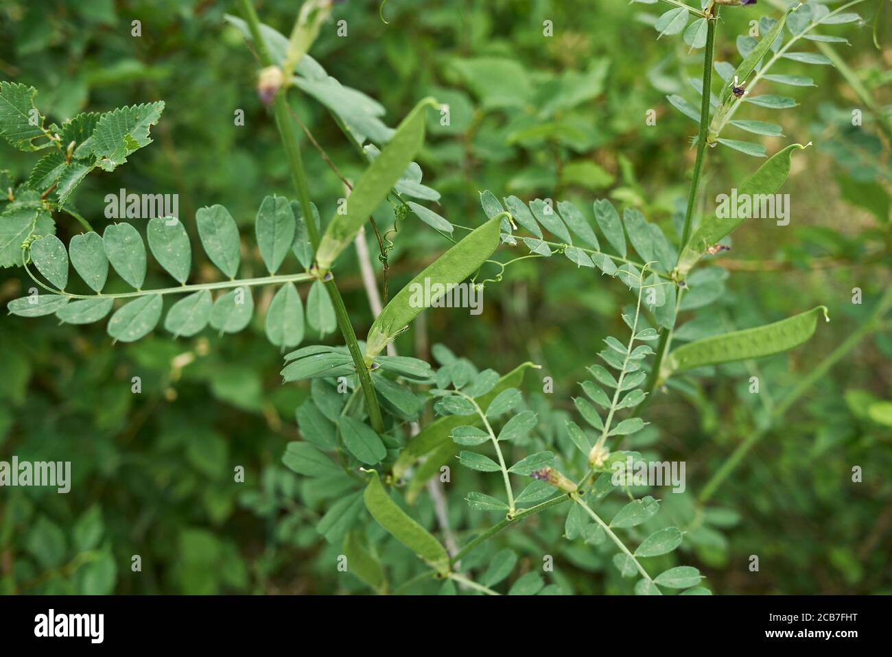 Vicia sativa close up with flowers and fruit Stock Photo - Alamy