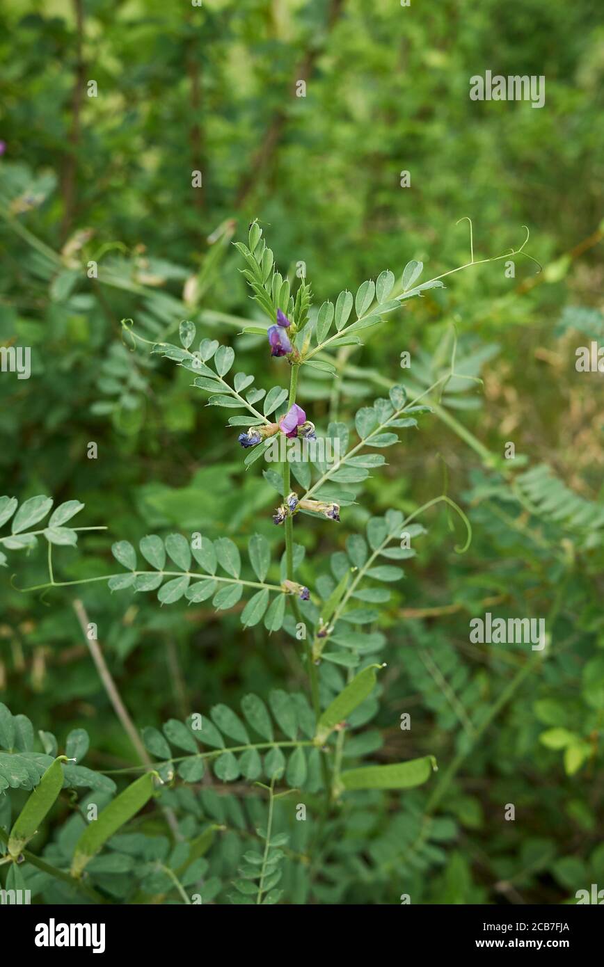 Common vetch vicia sativa fabaceae hi-res stock photography and images ...