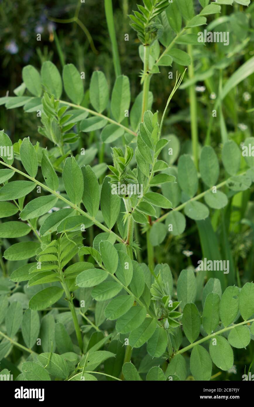 Common Vetch Vicia Sativa Fabaceae High Resolution Stock Photography ...