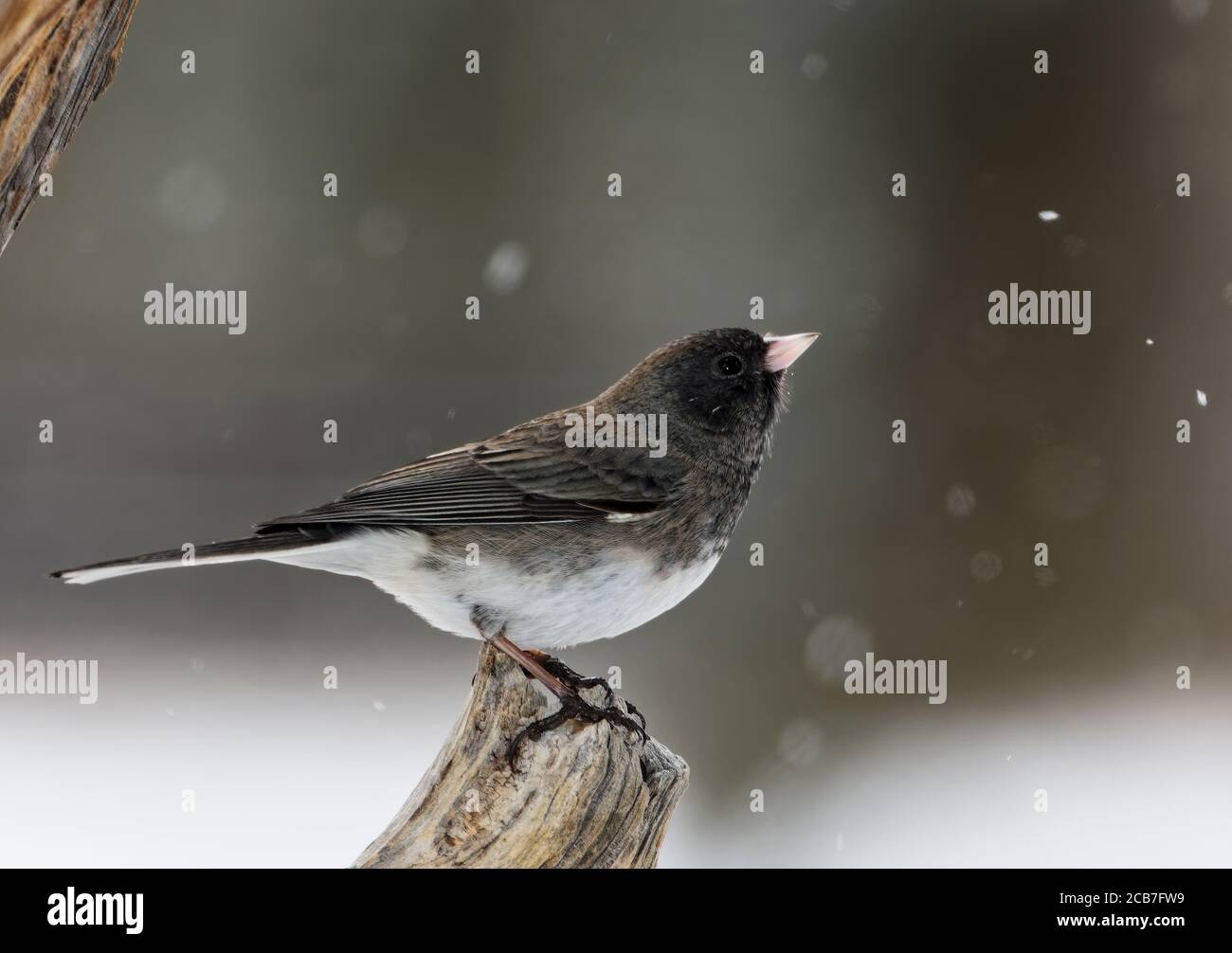A dark-eyed junco sits atop a stump in Wyoming's winter Stock Photo - Alamy