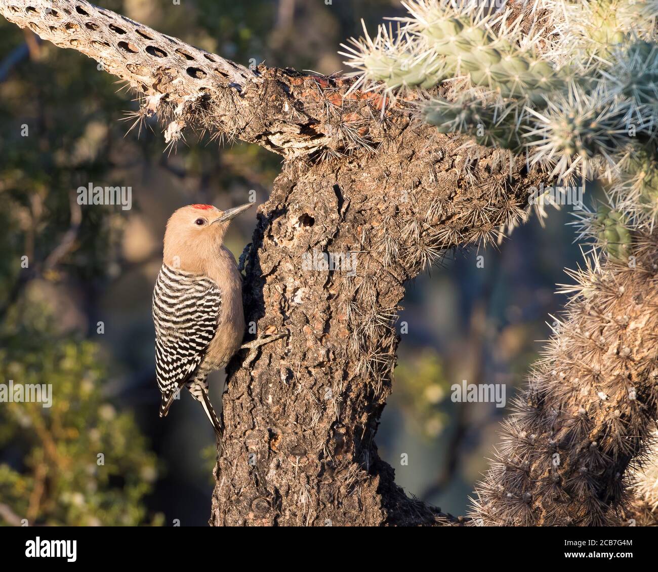 A gila woodpecker in Arizona's desert Stock Photo - Alamy