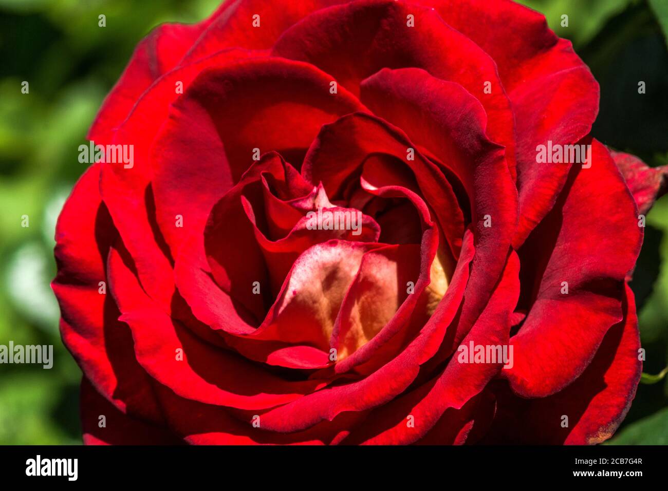 Rosa.Rose.var.Bi-colette. A Hybrid Tea or Large Flowered Bush rose ...