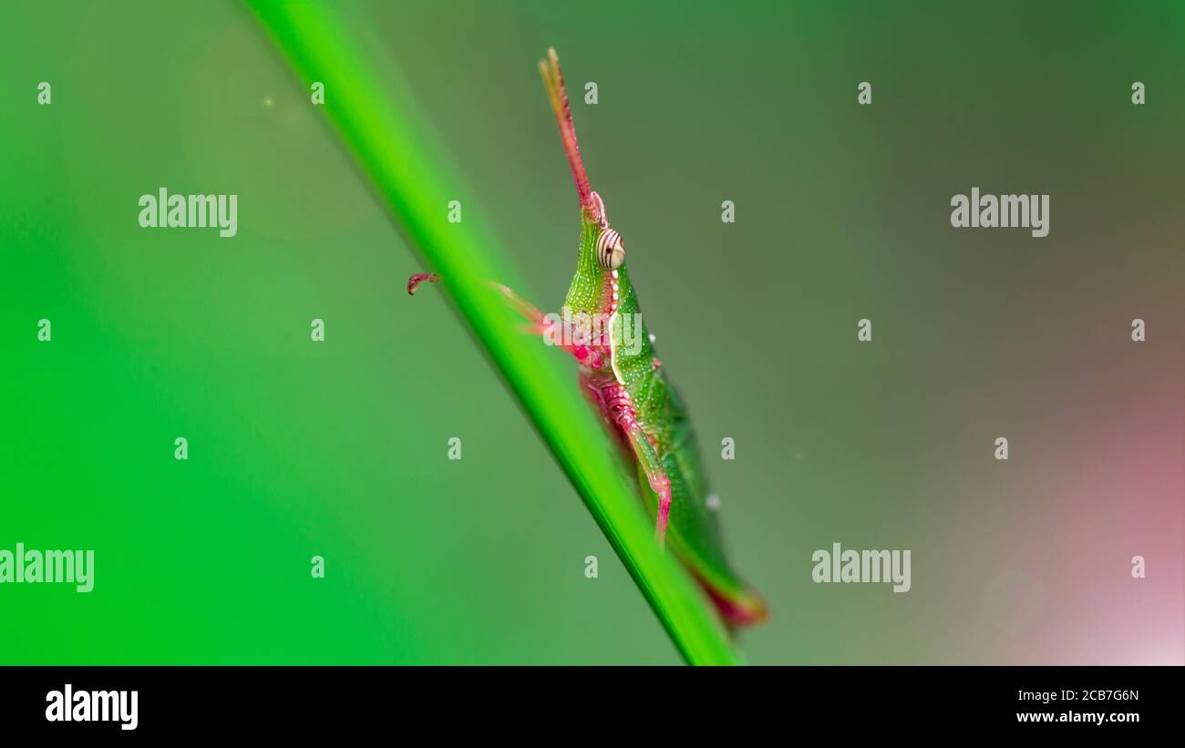 macro photo of a green and pink colorful locust climbing a blade of ...