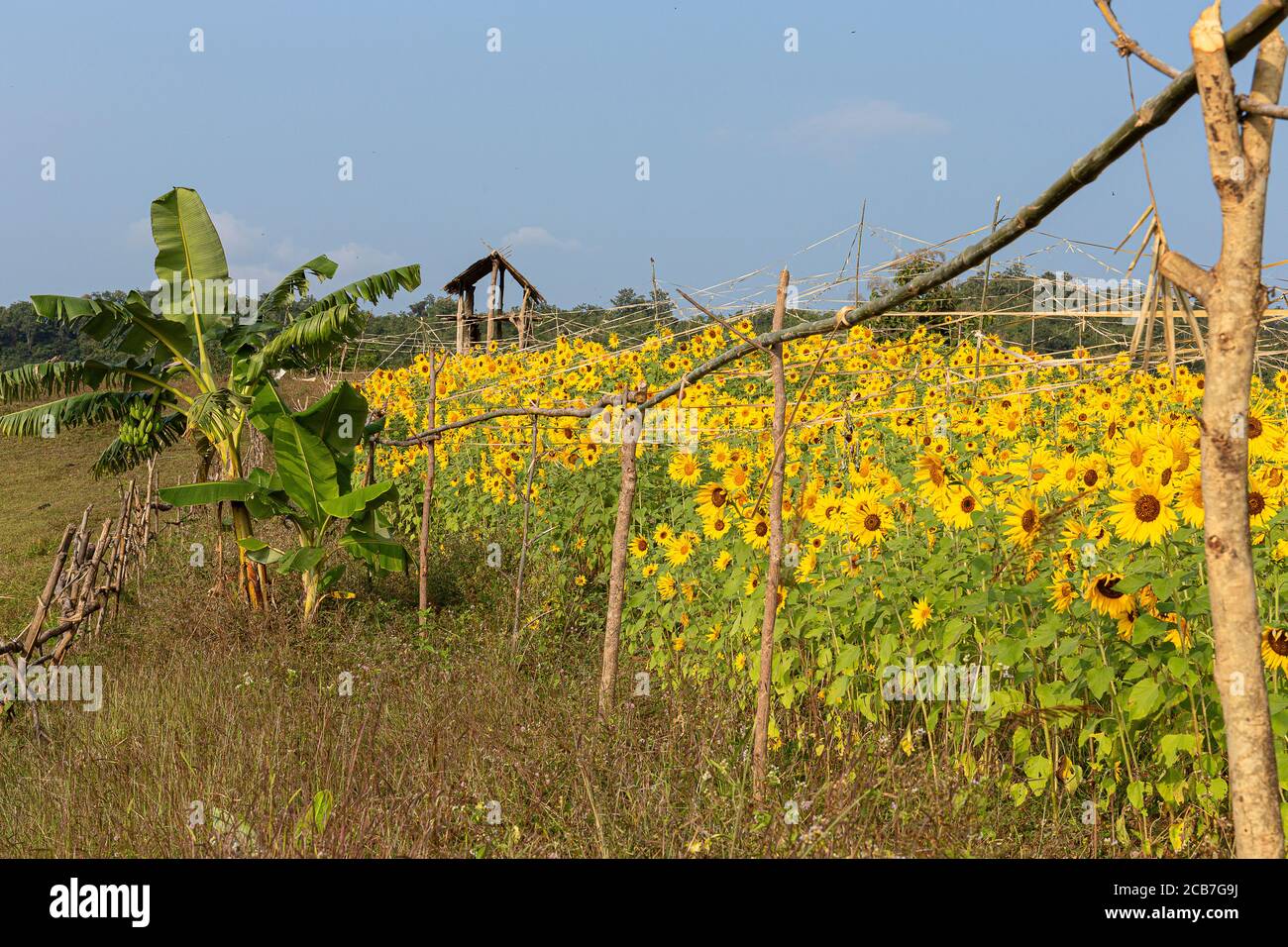 Large red sunflower hi-res stock photography and images - Alamy