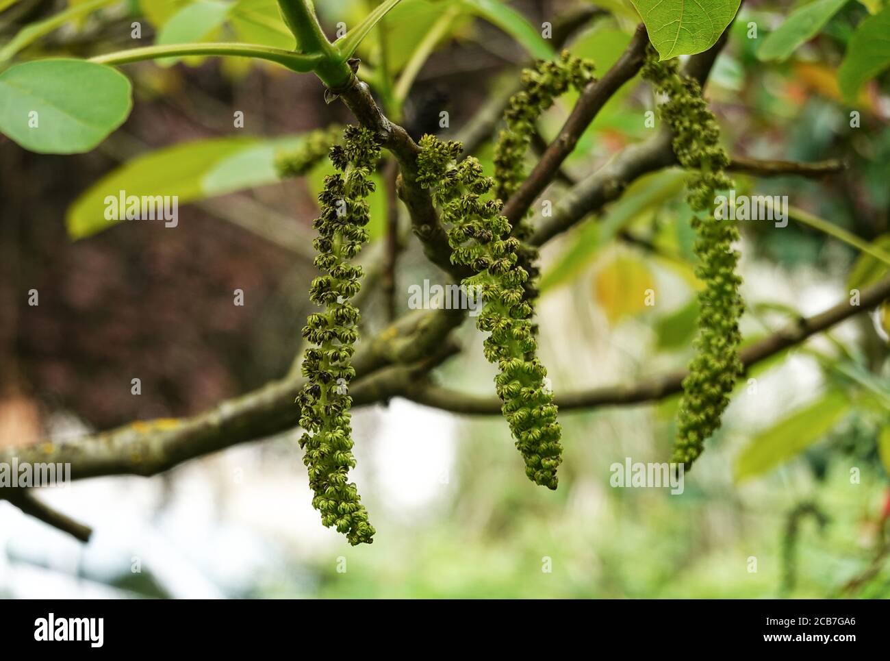 Walnut 'Juglans regia' Male flower catkins.South-west France Stock ...