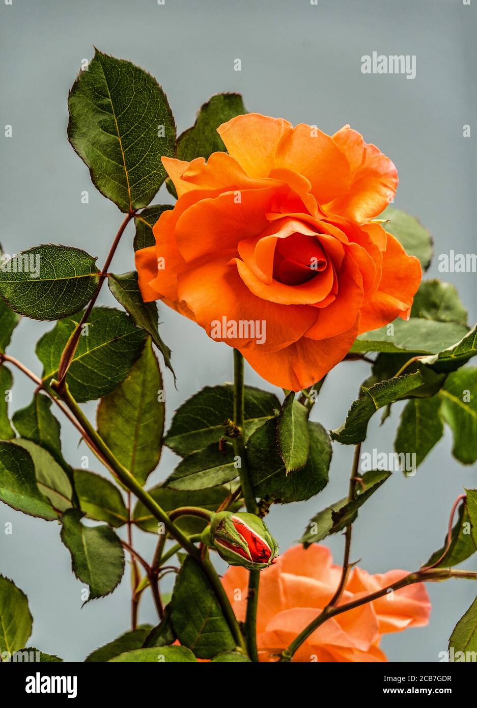 Climbing roses modern garden hi-res stock photography and images - Alamy