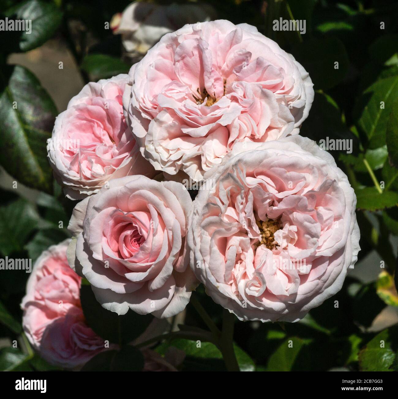 Rosa.Rose.The climbing rose 'L'Alhambra'. An Edirose Stock Photo - Alamy