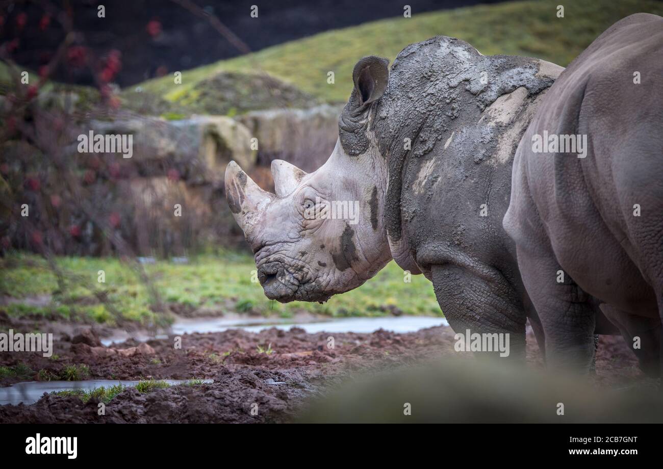 Ceratotherium simum cottoni, Diceros bicornis michaeli, white rhino ...