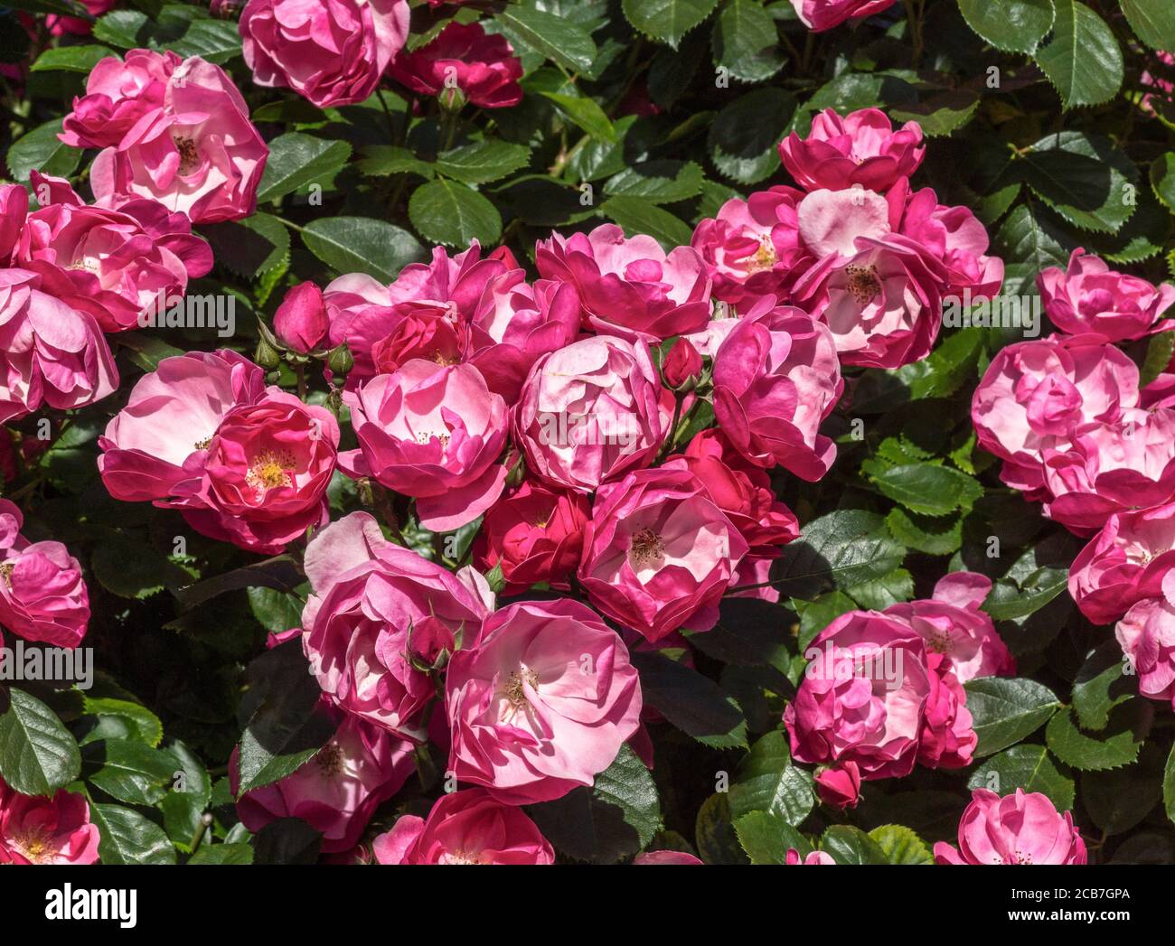 Kordes roses hi-res stock photography and images - Alamy