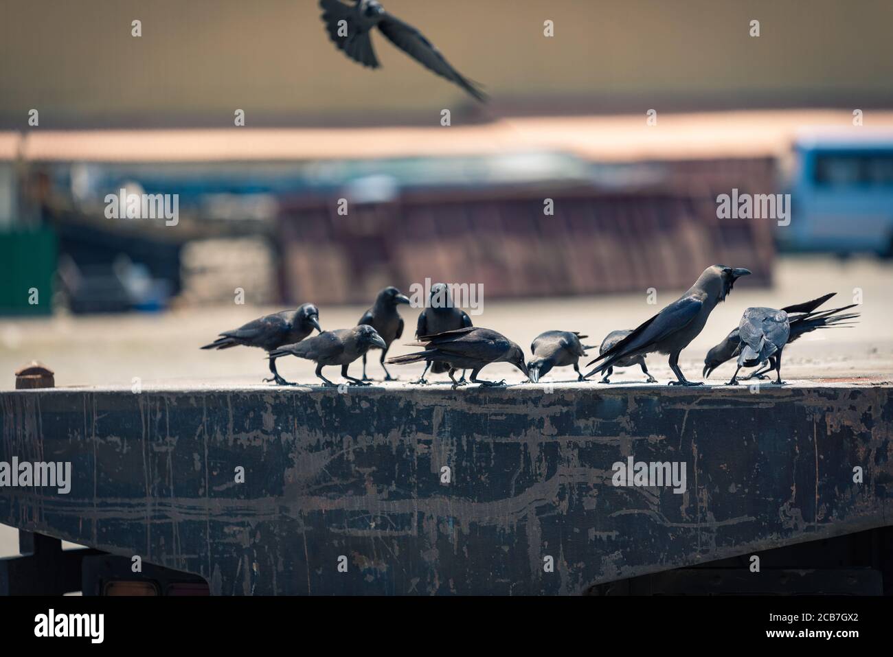 Birds for sale colombo hi-res stock photography and images - Alamy
