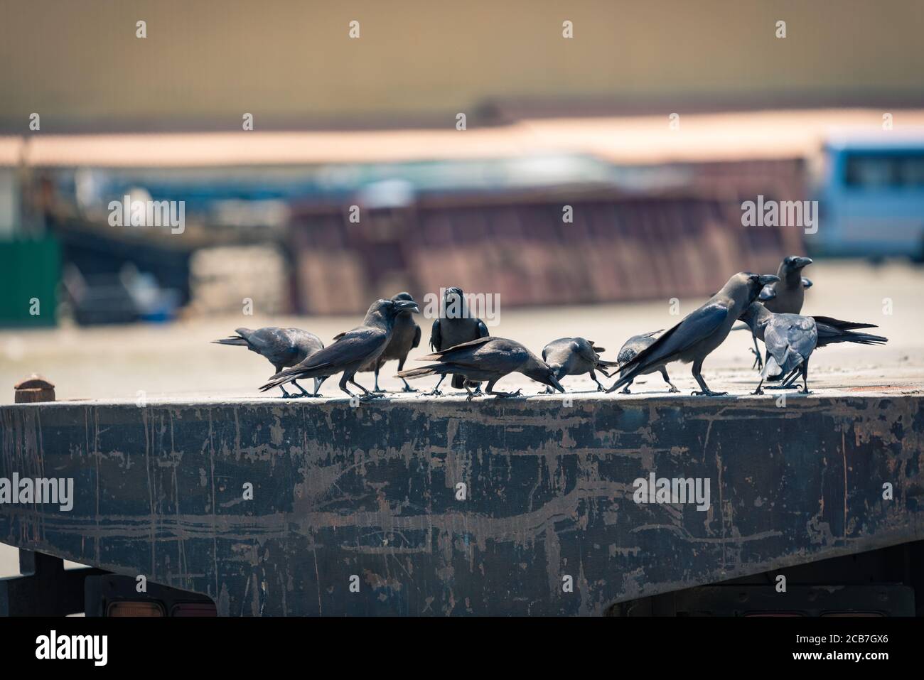 Birds for sale colombo hi-res stock photography and images - Alamy