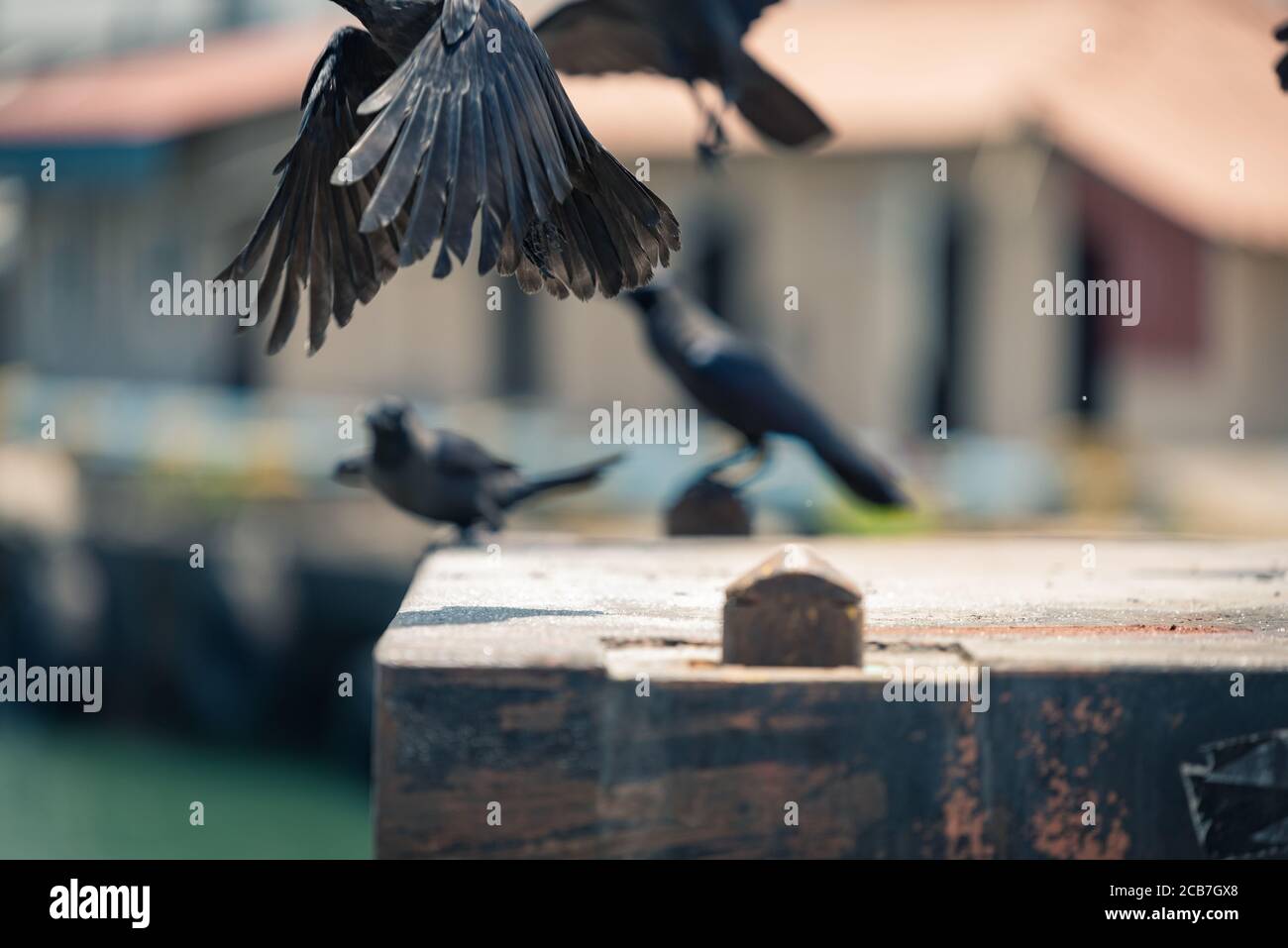 Birds for sale colombo hi-res stock photography and images - Alamy
