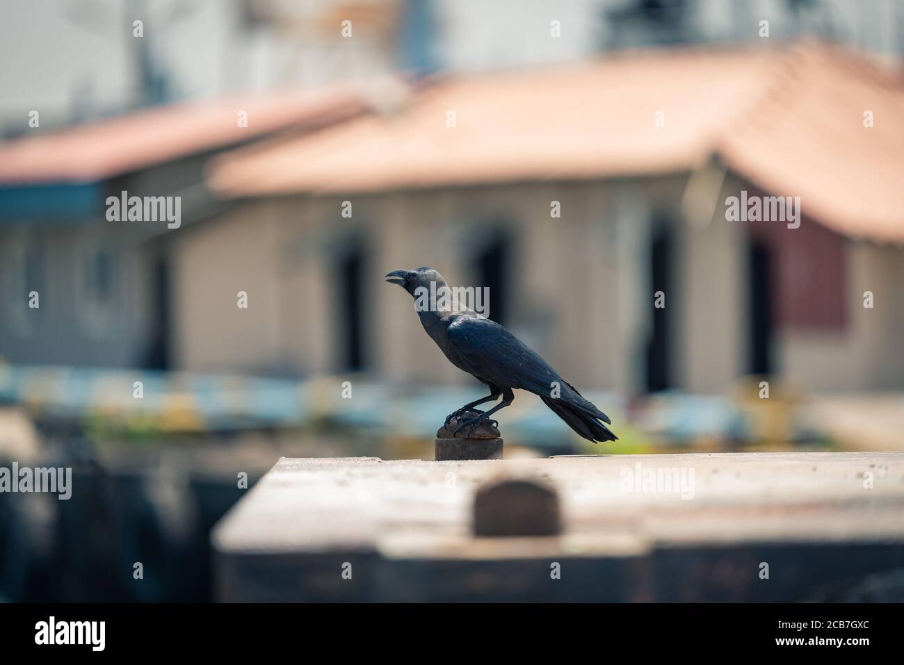 Birds for sale colombo hi-res stock photography and images - Alamy