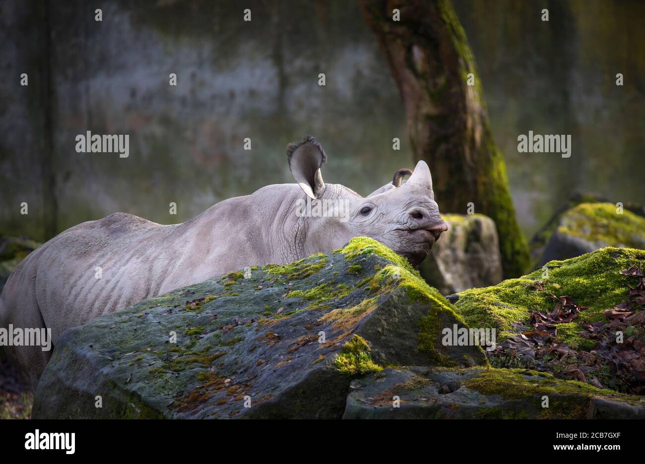 Ceratotherium simum cottoni, Diceros bicornis michaeli, white rhino ...