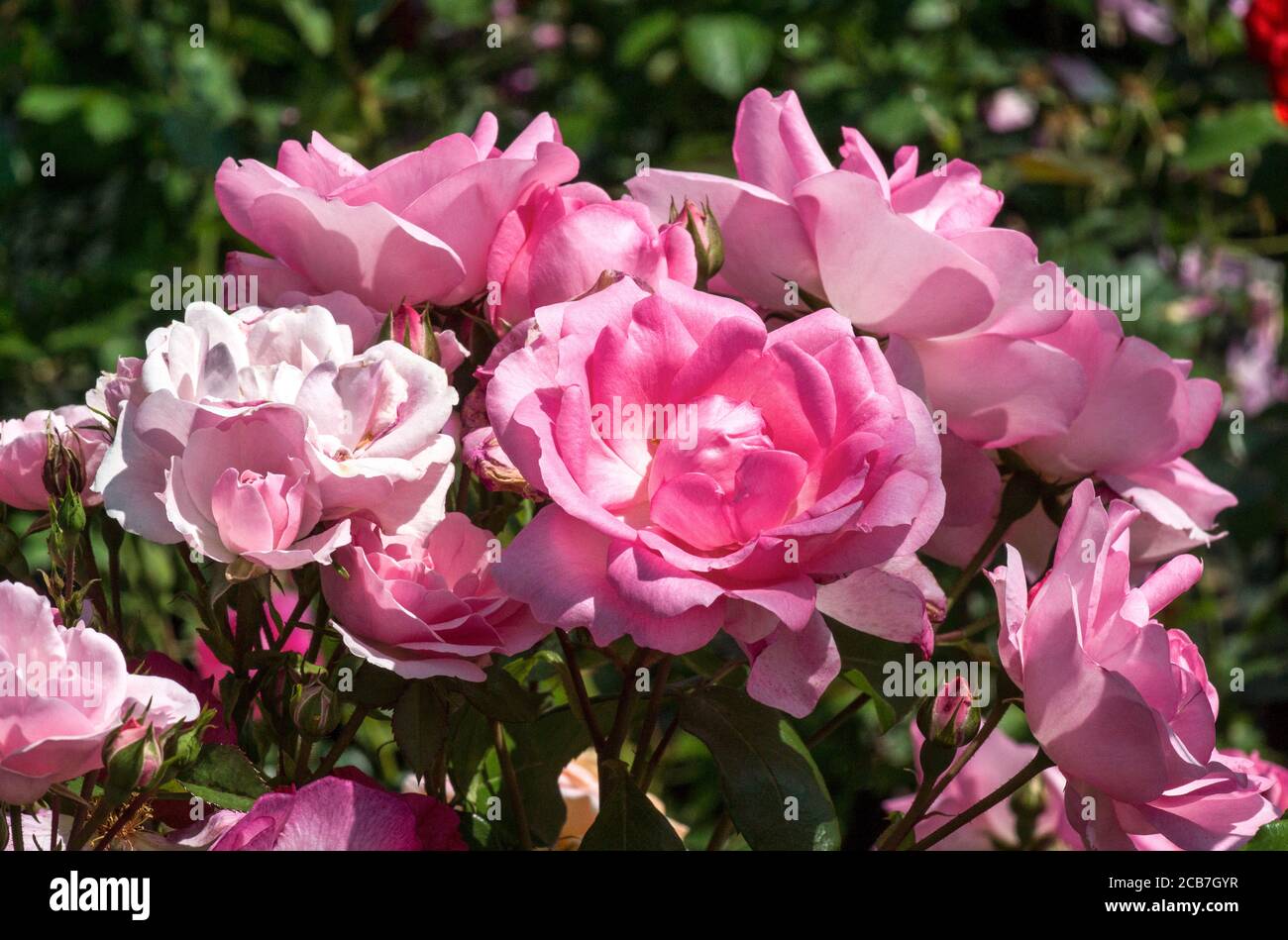 Bonica shrub rose hi-res stock photography and images - Alamy