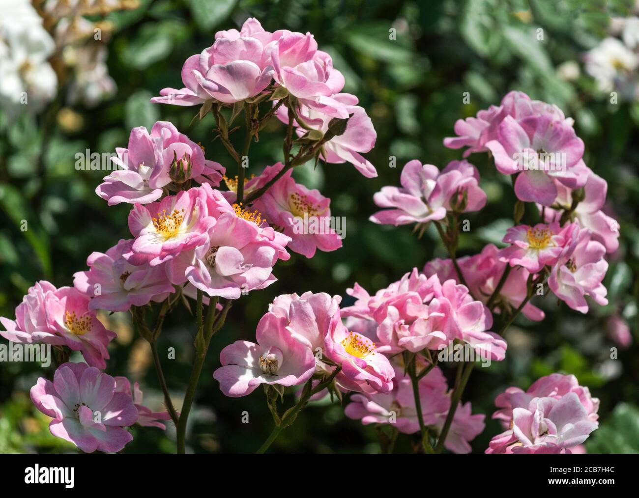 Roses classification hi-res stock photography and images - Alamy