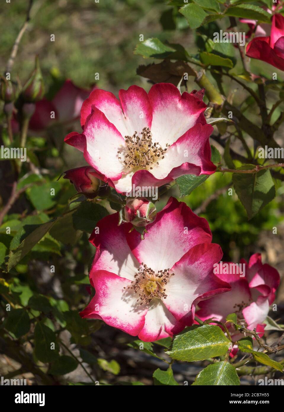 Single cherry rose hi-res stock photography and images - Alamy