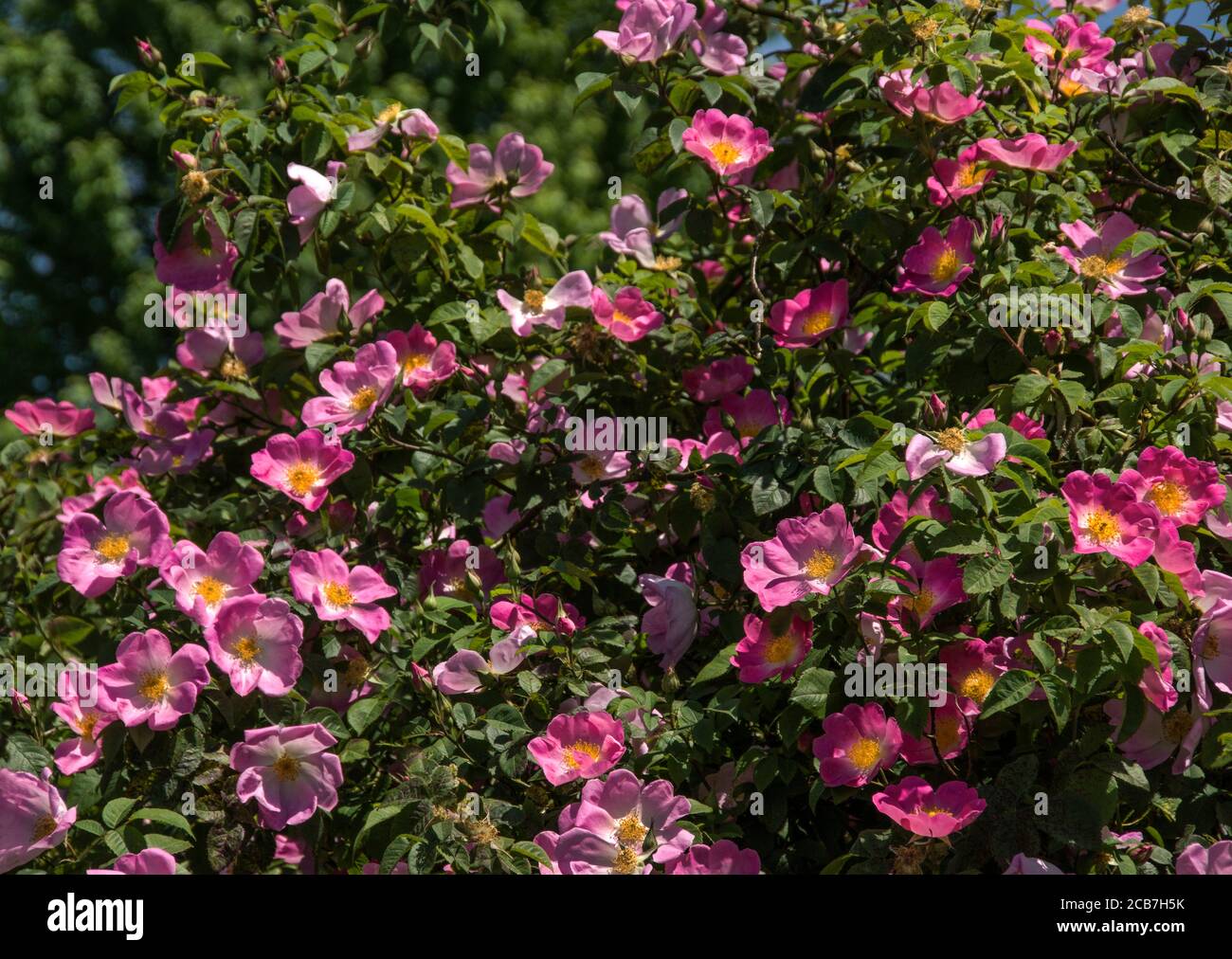 Climbing Rose Climbing Roses High Resolution Stock Photography and ...