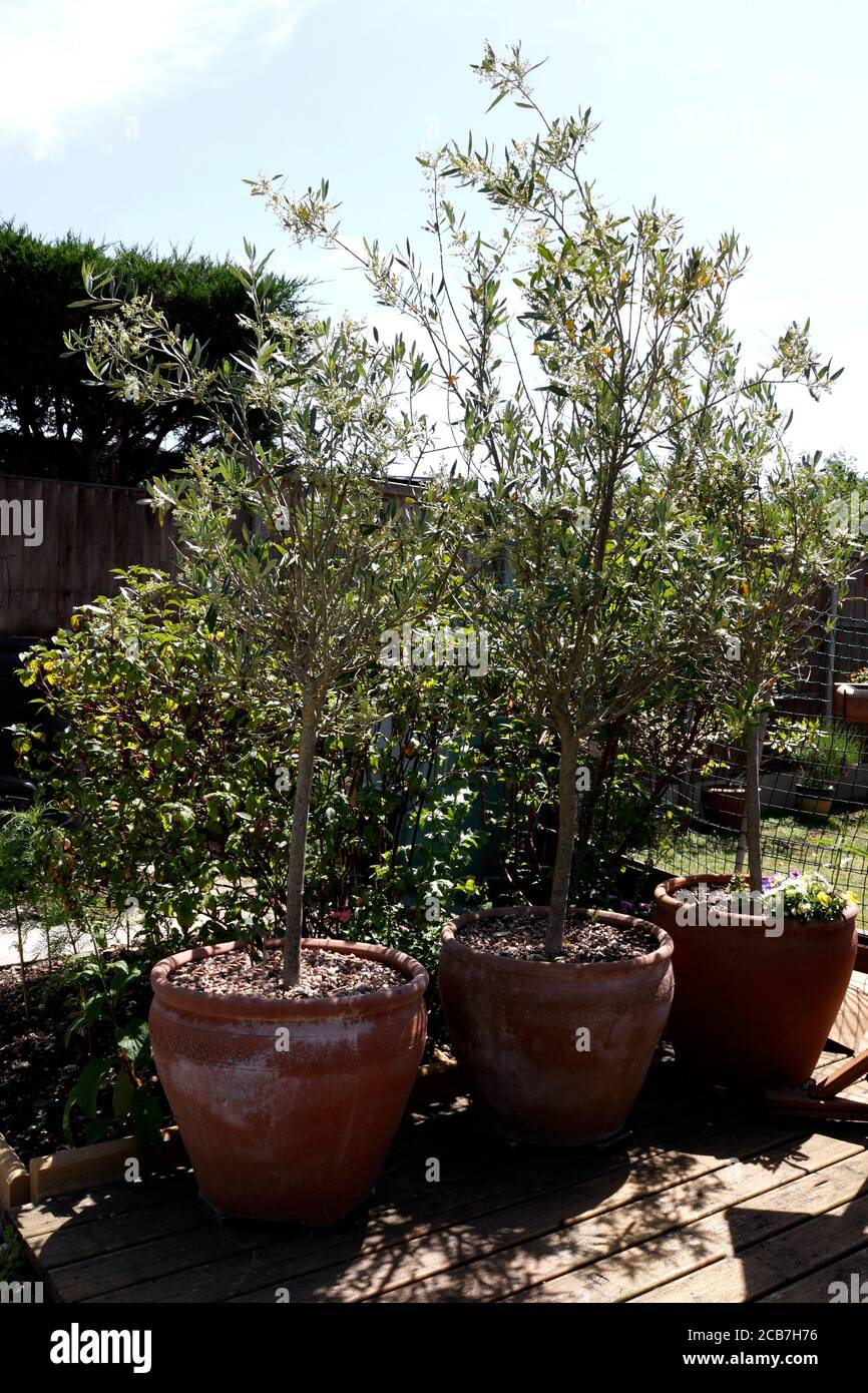 Olive tree pot hi-res stock photography and images - Alamy
