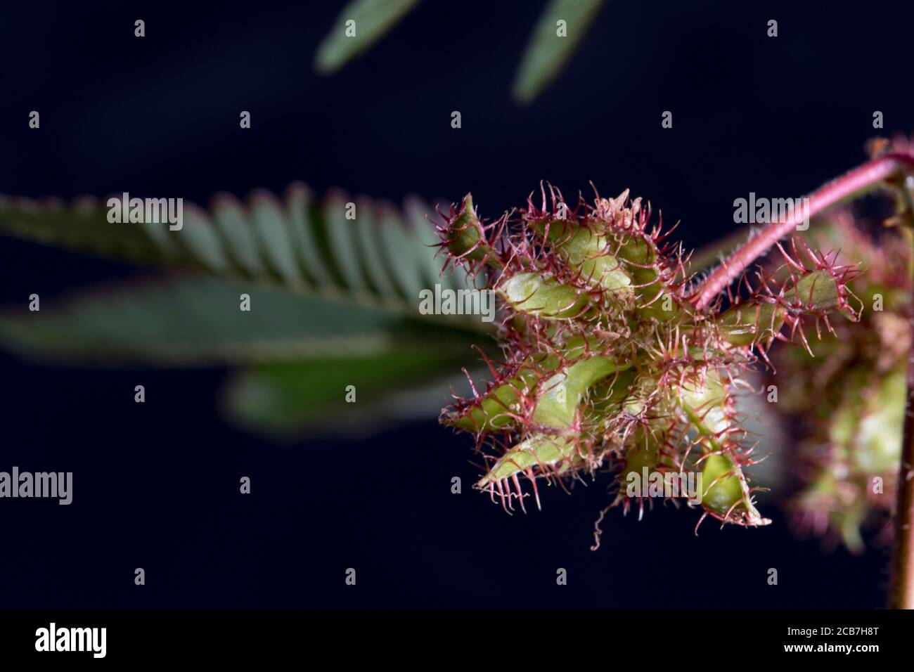 Sleepy plant touch me not hi-res stock photography and images - Alamy