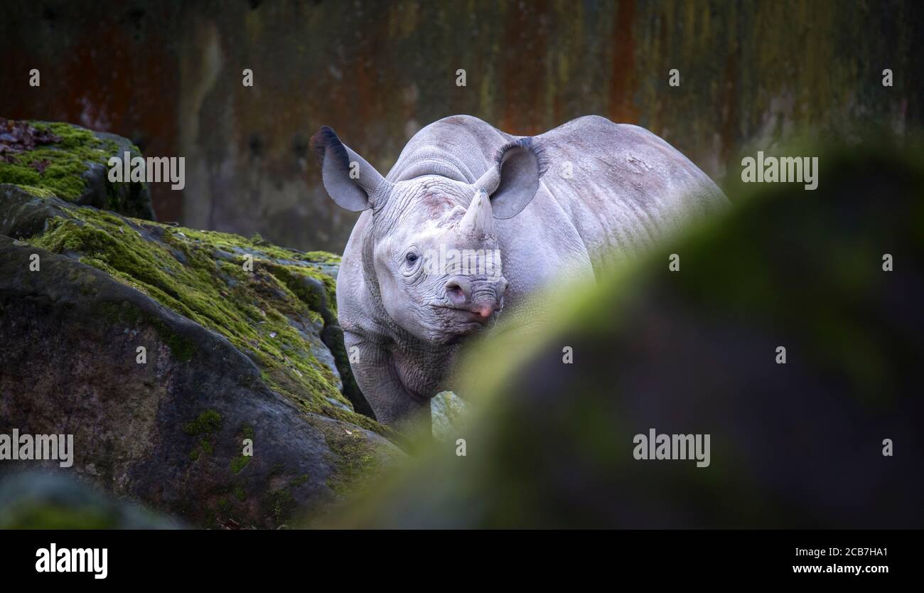 Endangered white rhinoceros hi-res stock photography and images - Alamy