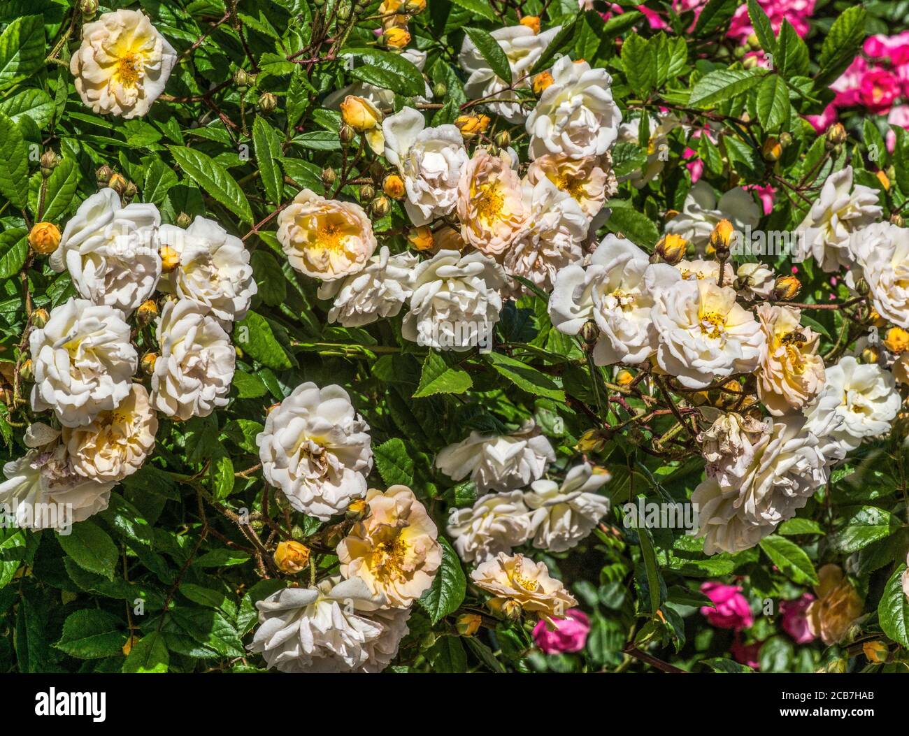 Rosa. Rose. Ghislaine de Feligonde. Old climbing rose with pale yellow ...