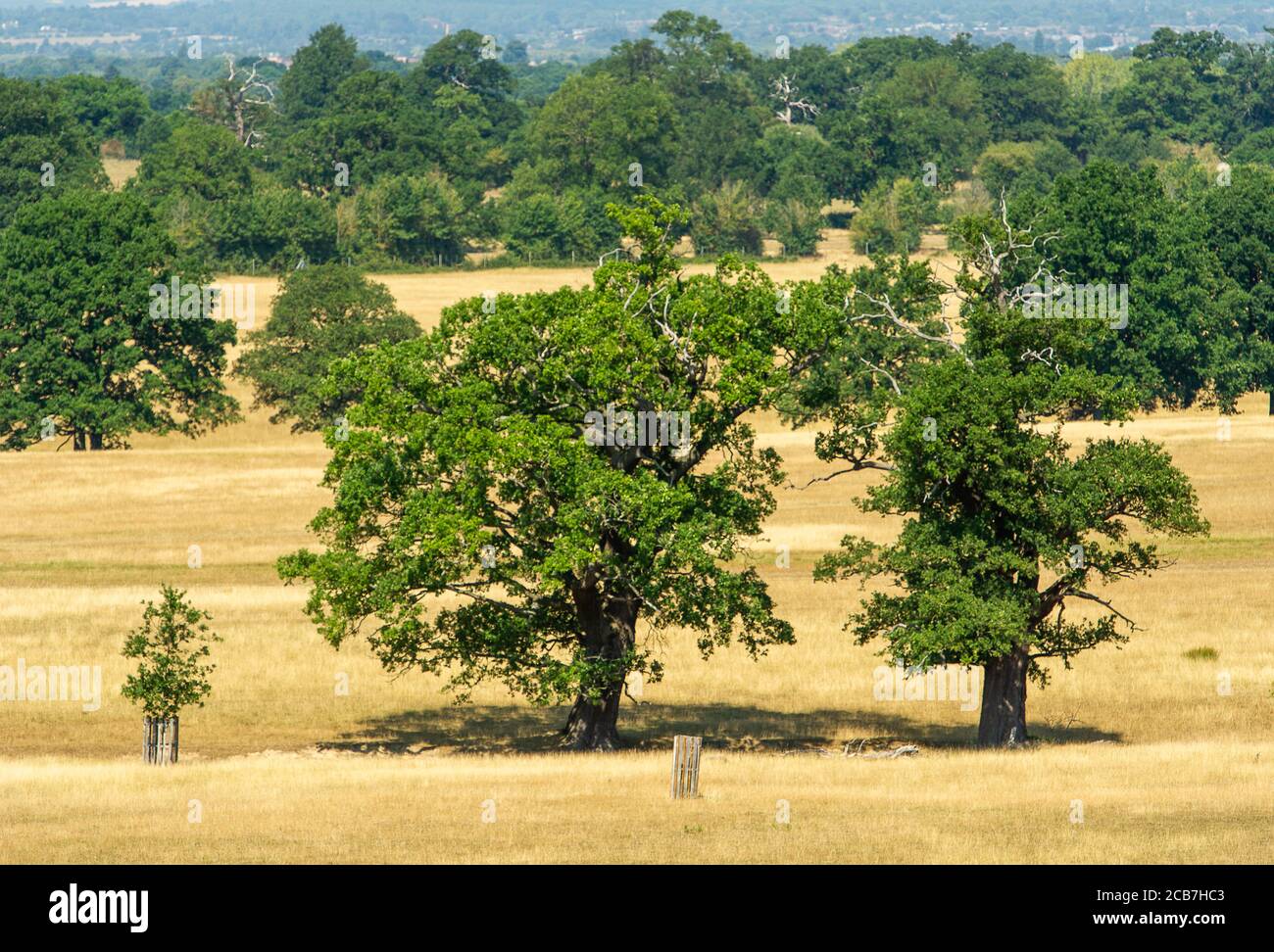 Windsor park oak trees hi-res stock photography and images - Alamy