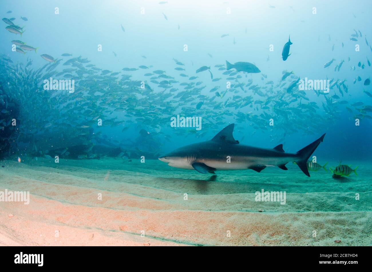 Bull Shark (Carcharhinus leucas). reefs of the Sea of Cortez, Pacific ...