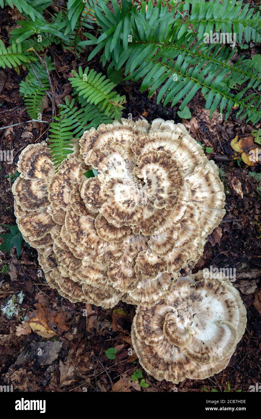 Black-staining Polypore (Meripilus sumstinei) - Sycamore Cove Trail ...